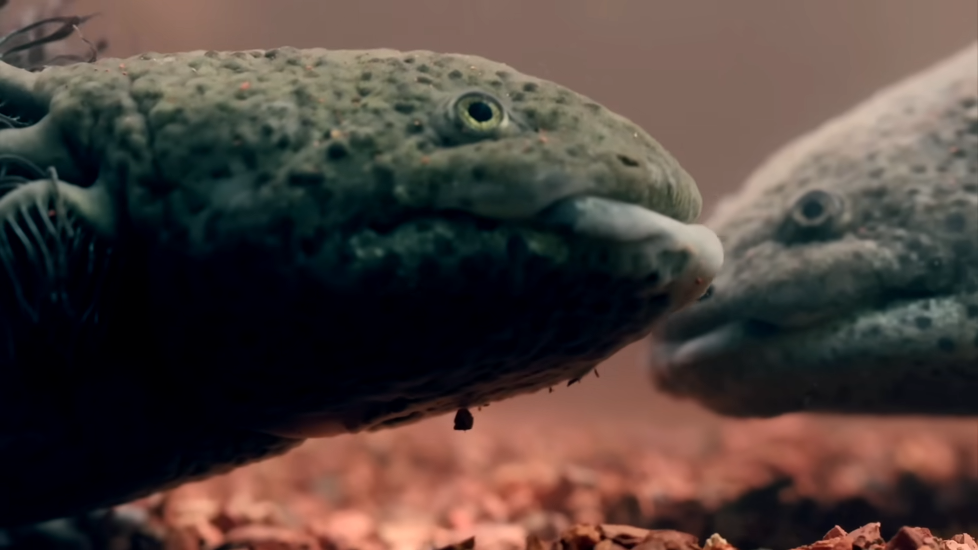 How an Axolotl Farm Was Left Behind to Rot