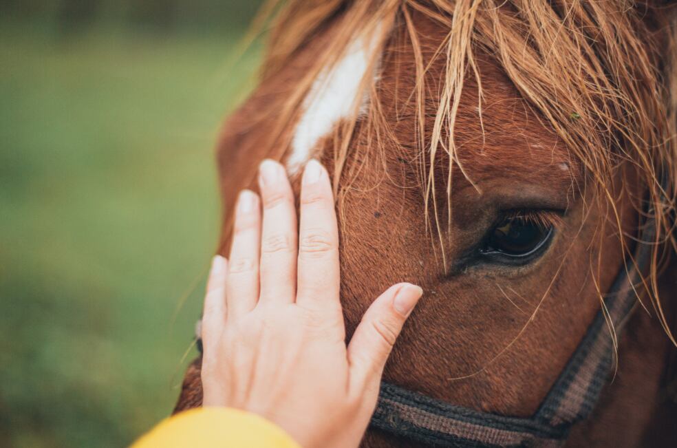 Los caballos, al parecer, podrían oler el miedo en las personas