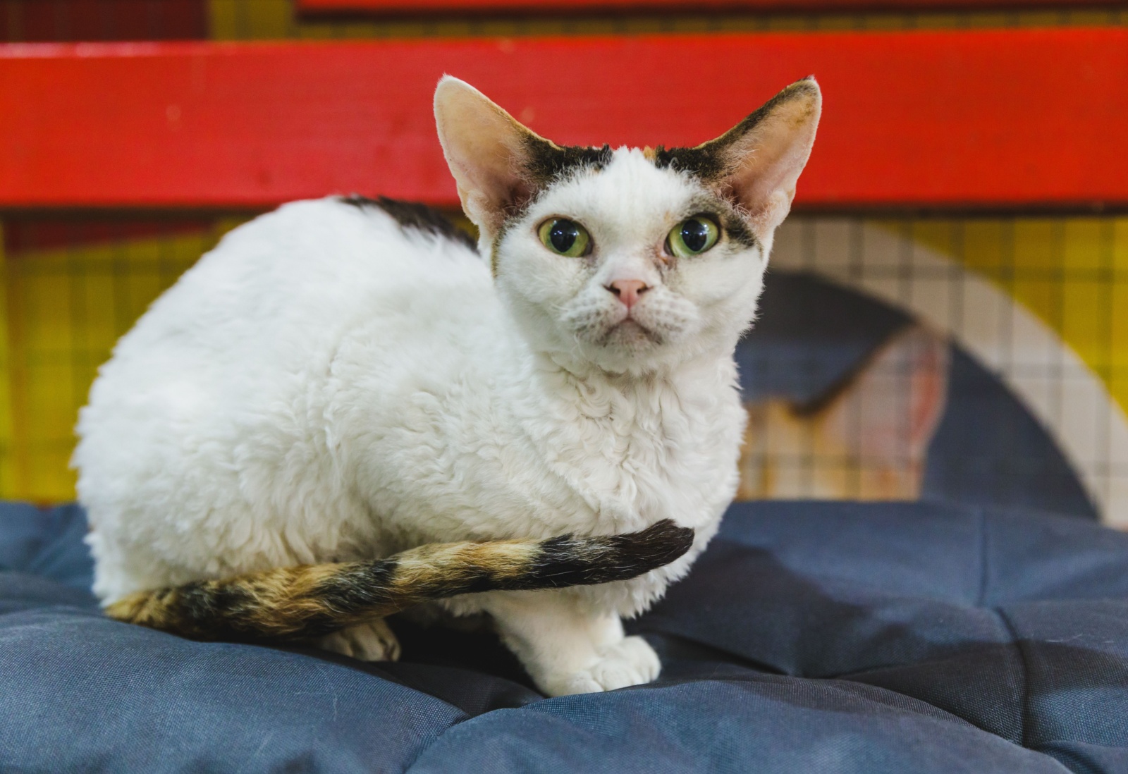 10 Canadian Pets That Thrive In Small Apartments