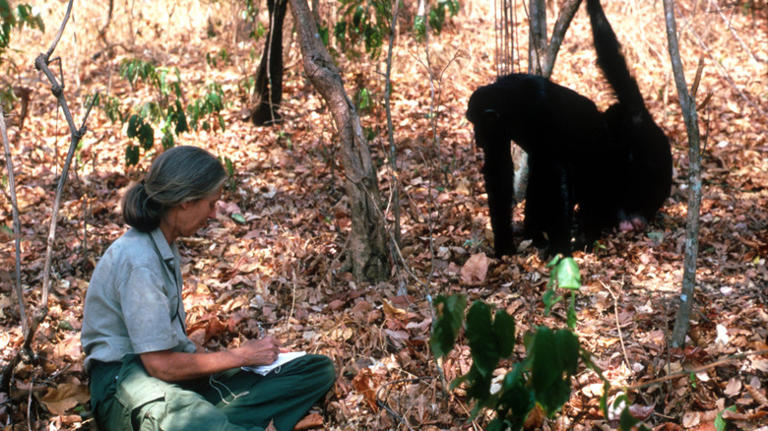 Dr. Jane Goodall's Sustainable & Responsible Approach To Wildlife ...