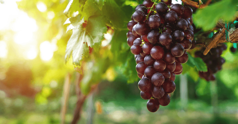 7 Bad Fruits That Are Actually Good For You According To A Dietitian