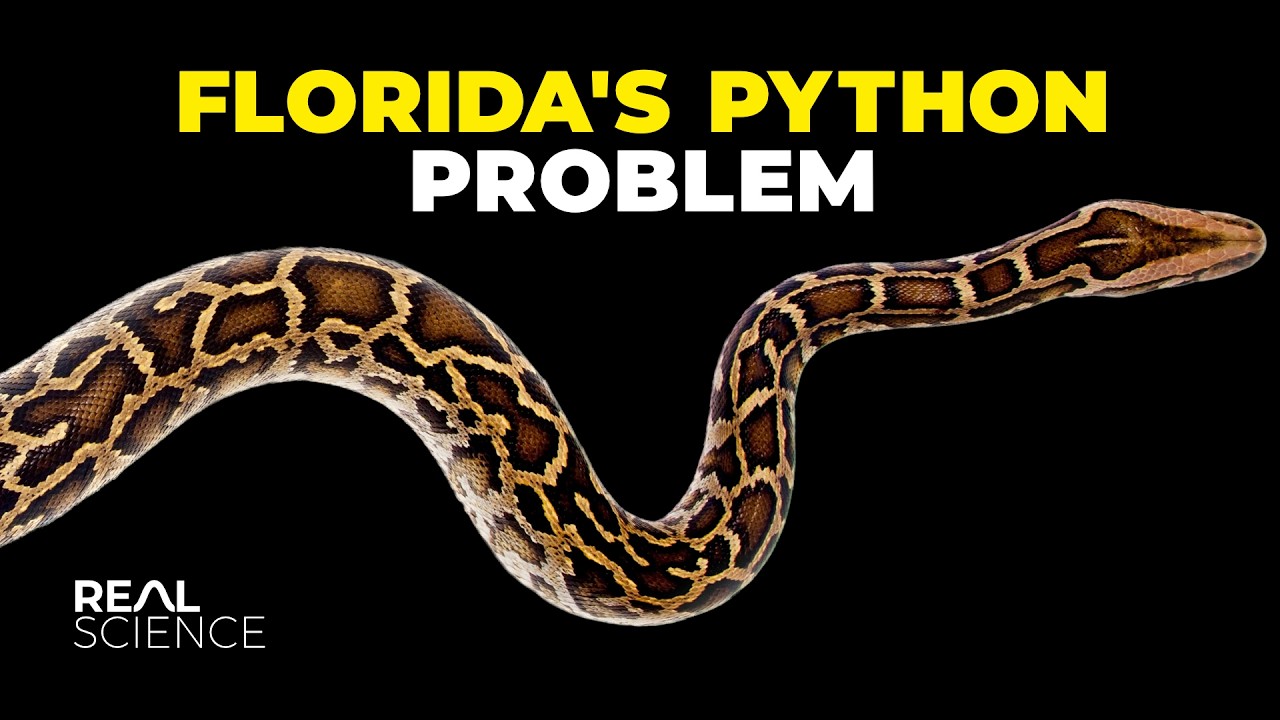 Why Florida Cannot Stop Its Exploding Python Problem