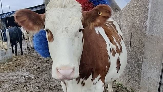 Cow takes grooming routine very seriously