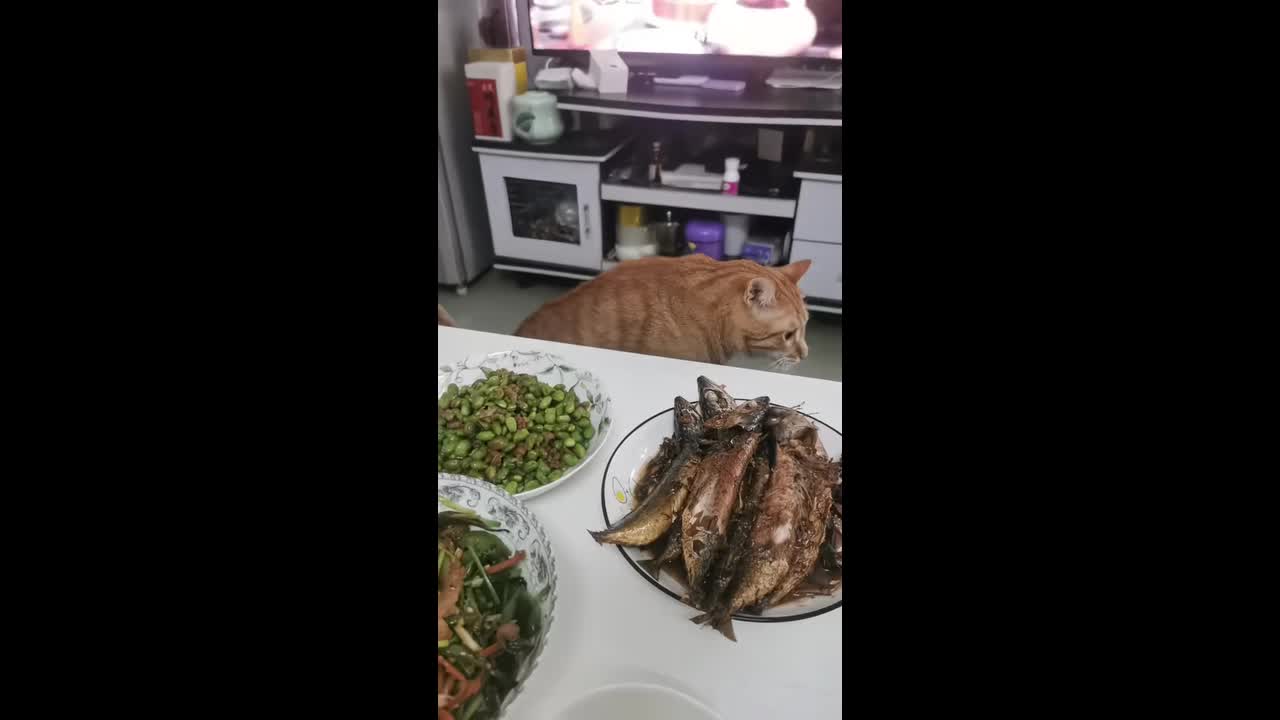 Orange tabby cat steals fish from dinner table in Jiangxi, China