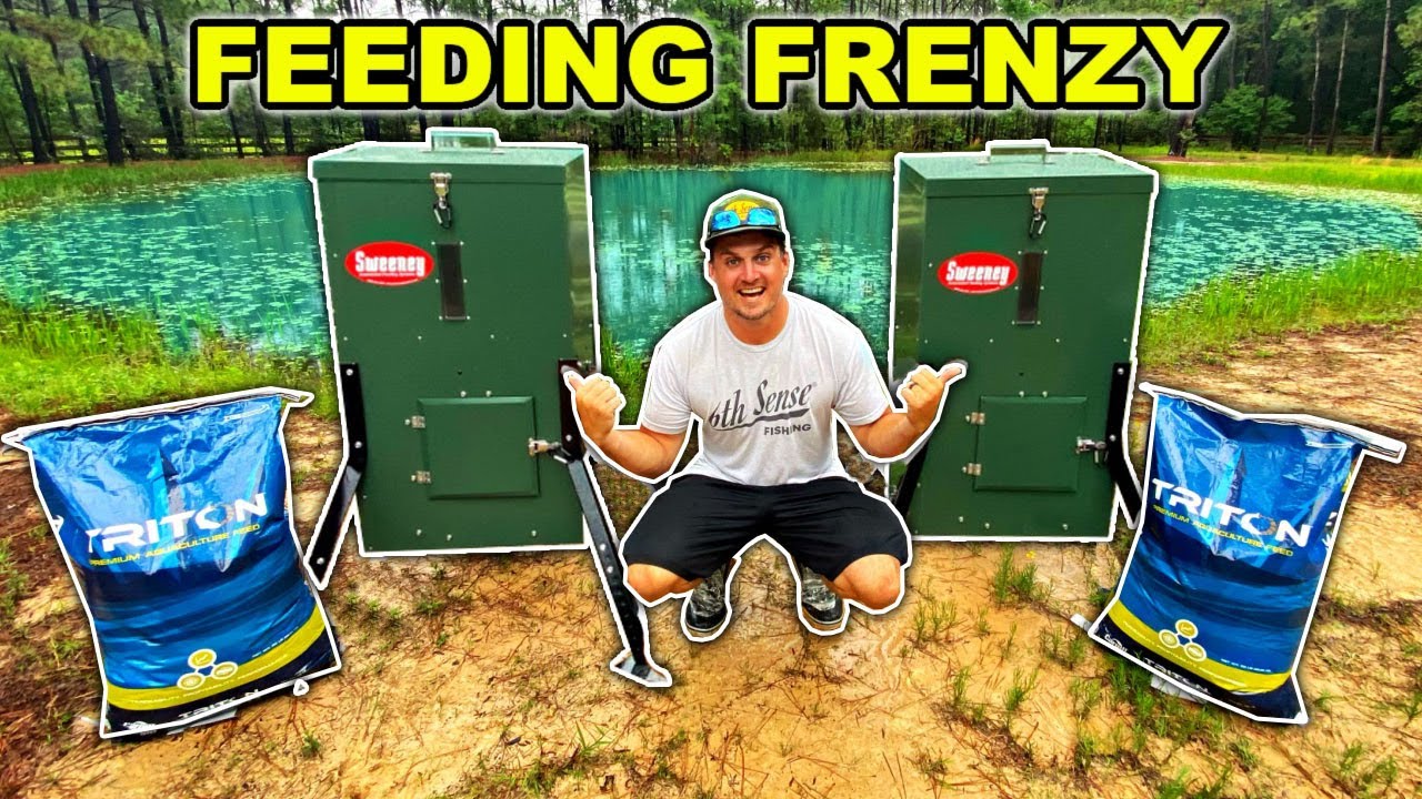 Installing fish feeders in backyard pond