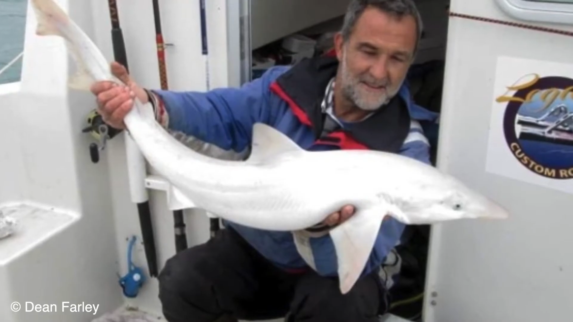 Viral Shark And Ray Videos