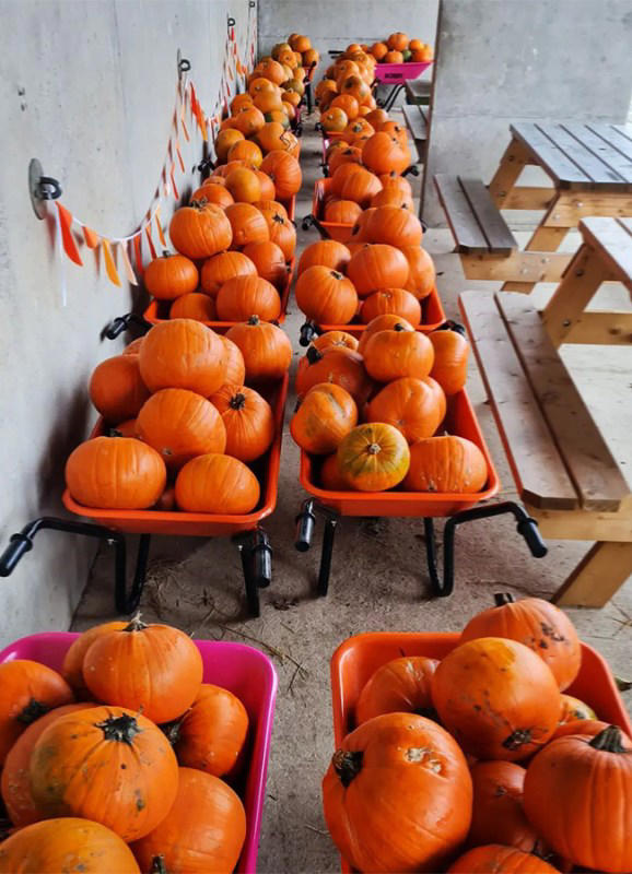The best pumpkin patches near Dublin to visit this autumn