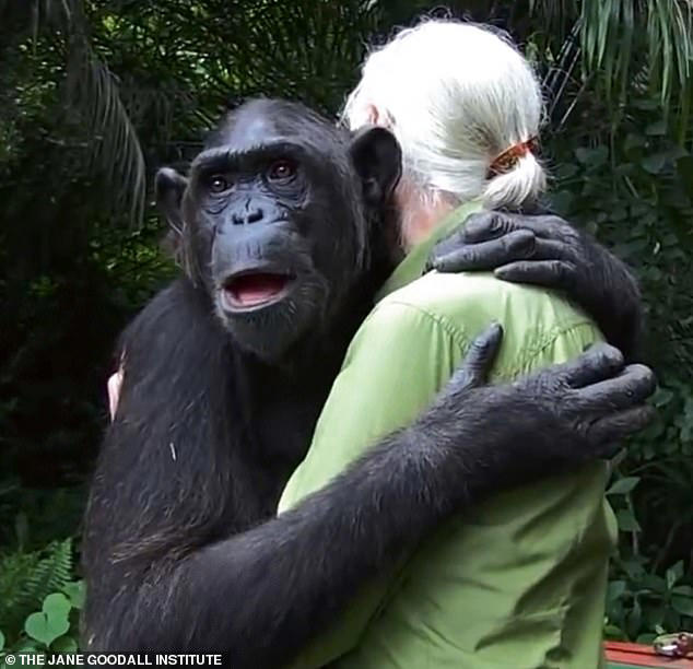 The hug that cemented Jane Goodall's life's work: Embrace with chimp ...