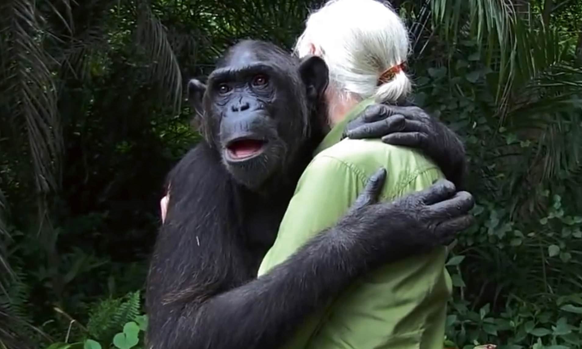 The hug that cemented Jane Goodall's life's work: Embrace with chimp ...
