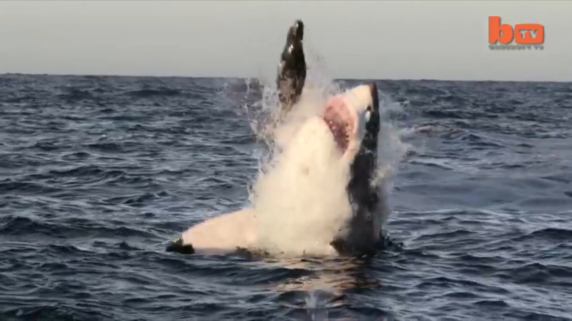 Five Incredible Facts About Great White Sharks