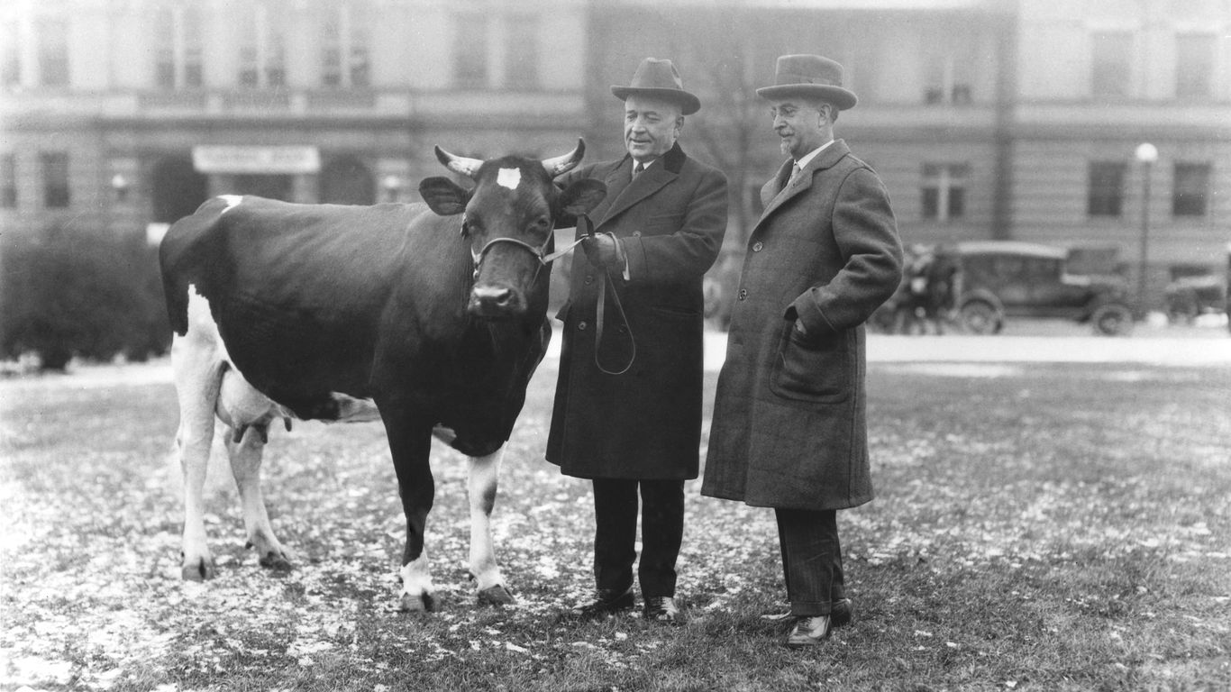 Throwback Thursday: Ohio State's homecoming cow