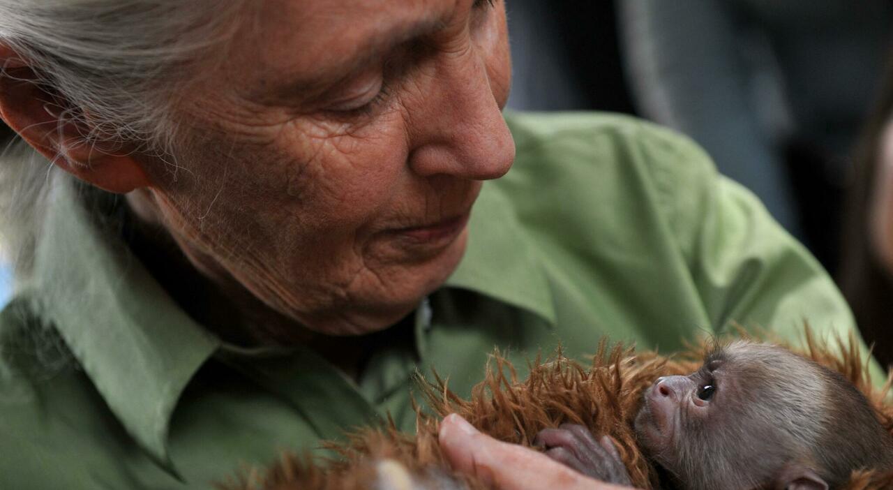 Jane Goodall, morta a 91 anni la studiosa che 'parlava con le scimmie ...