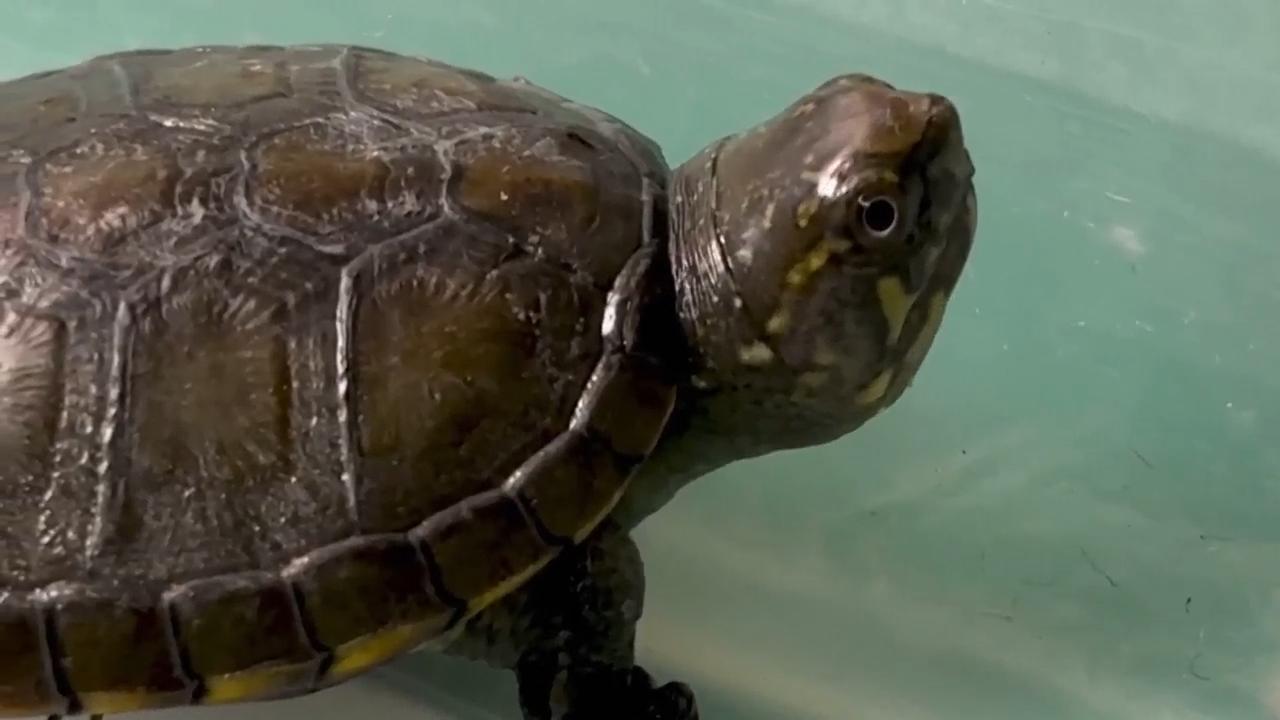 Zoológico de Guadalajara: nace ejemplar de la tortuga de agua dulce más ...