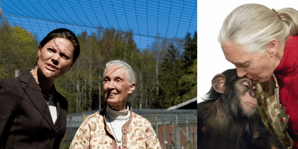 Kvinnan som lärde oss att schimpanser har känslor har gått bort