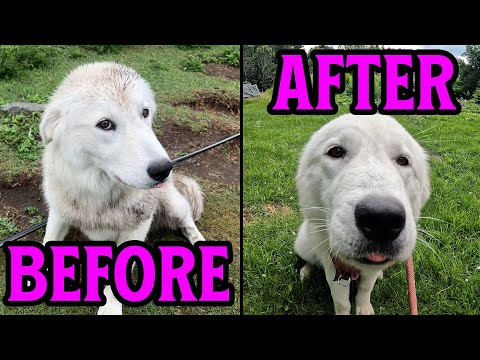 Filthy farm dog gets a complete grooming makeover