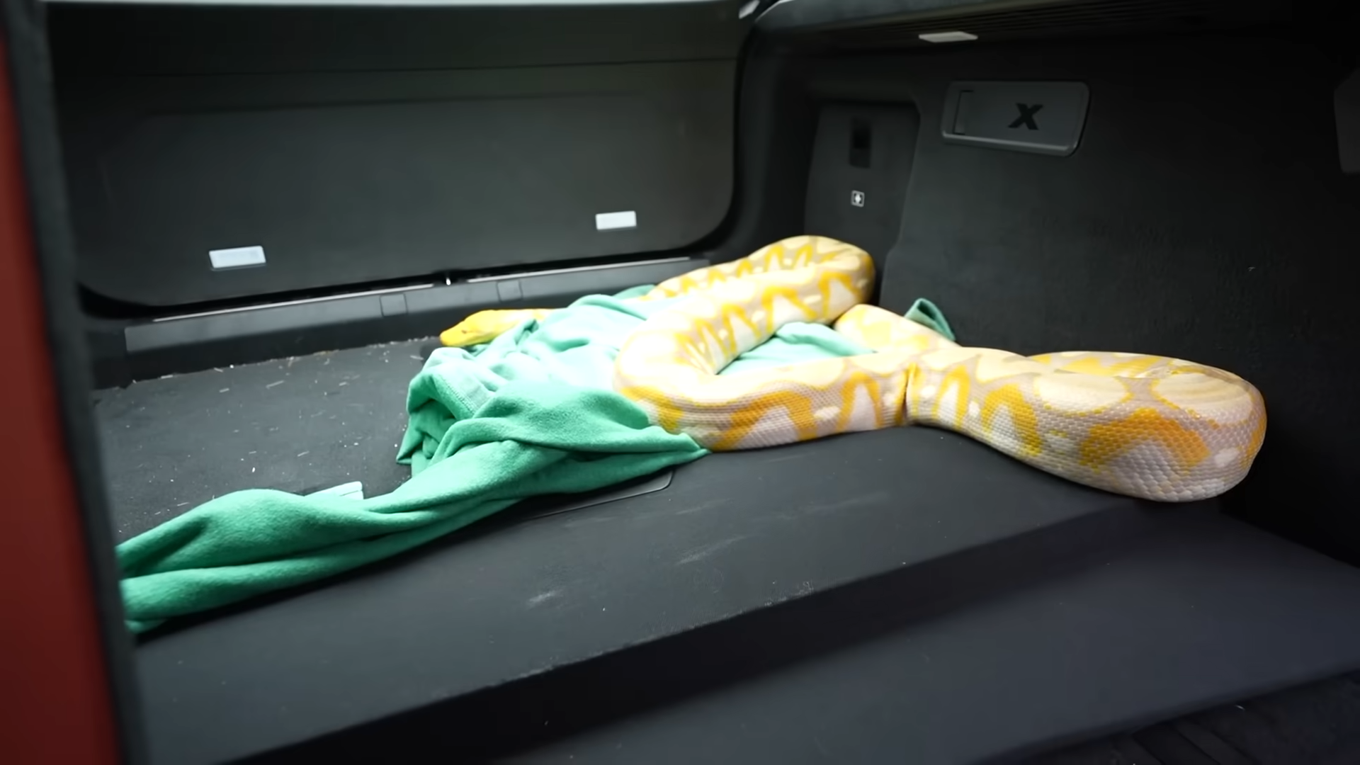 We Found A Giant Snake Living In My Car