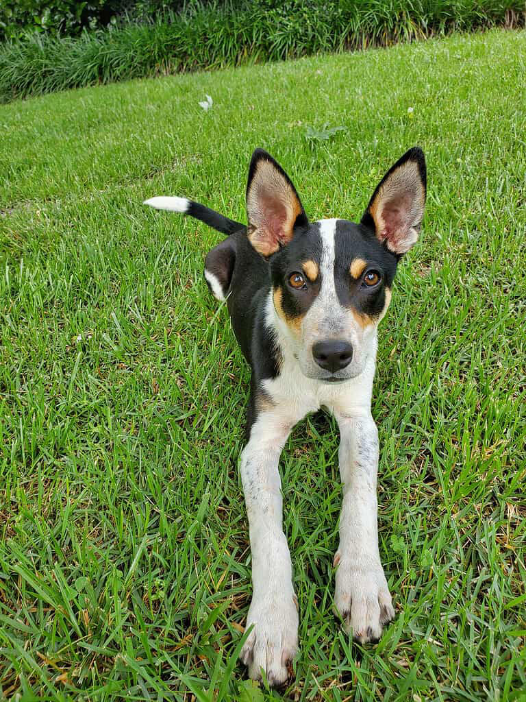 10 Cutest Types Of Feist Dogs