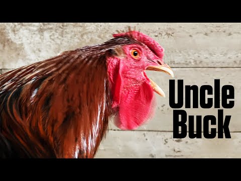Buck the rooster arrives on Vermont farm property
