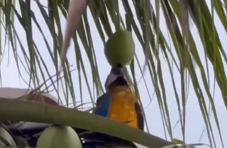 Arara viraliza ao agir com esperteza para saborear água de coco