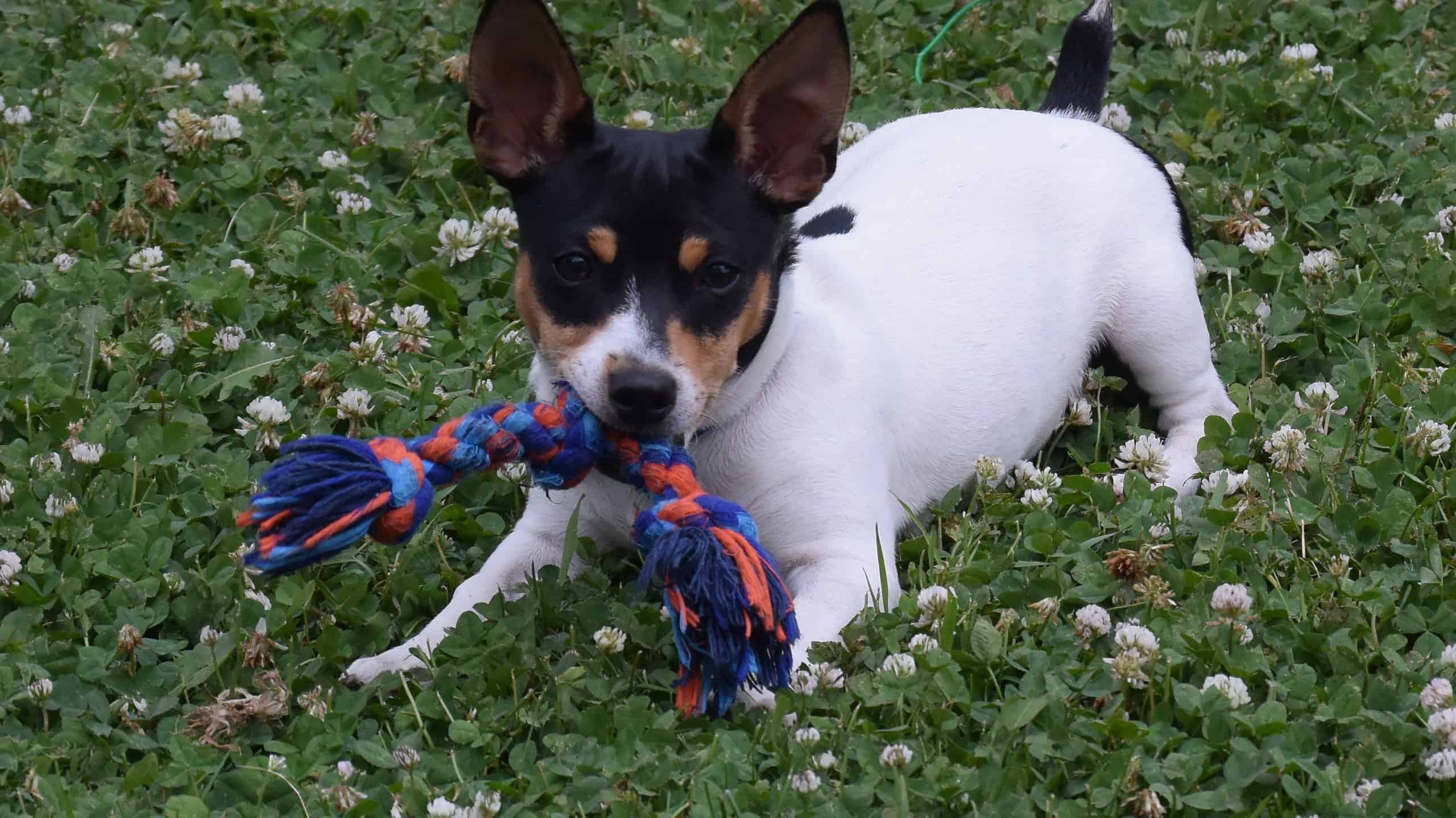 10 Cutest Types Of Feist Dogs