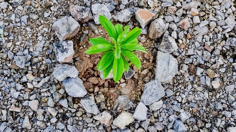 The 25 Best Plants To Grow In Shallow Soil