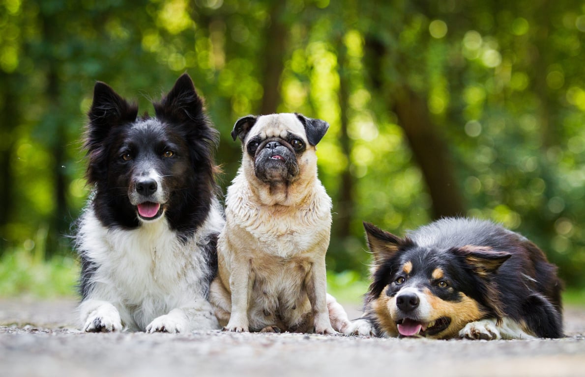 Stay out of the doghouse: 9 lessons for smarter finances