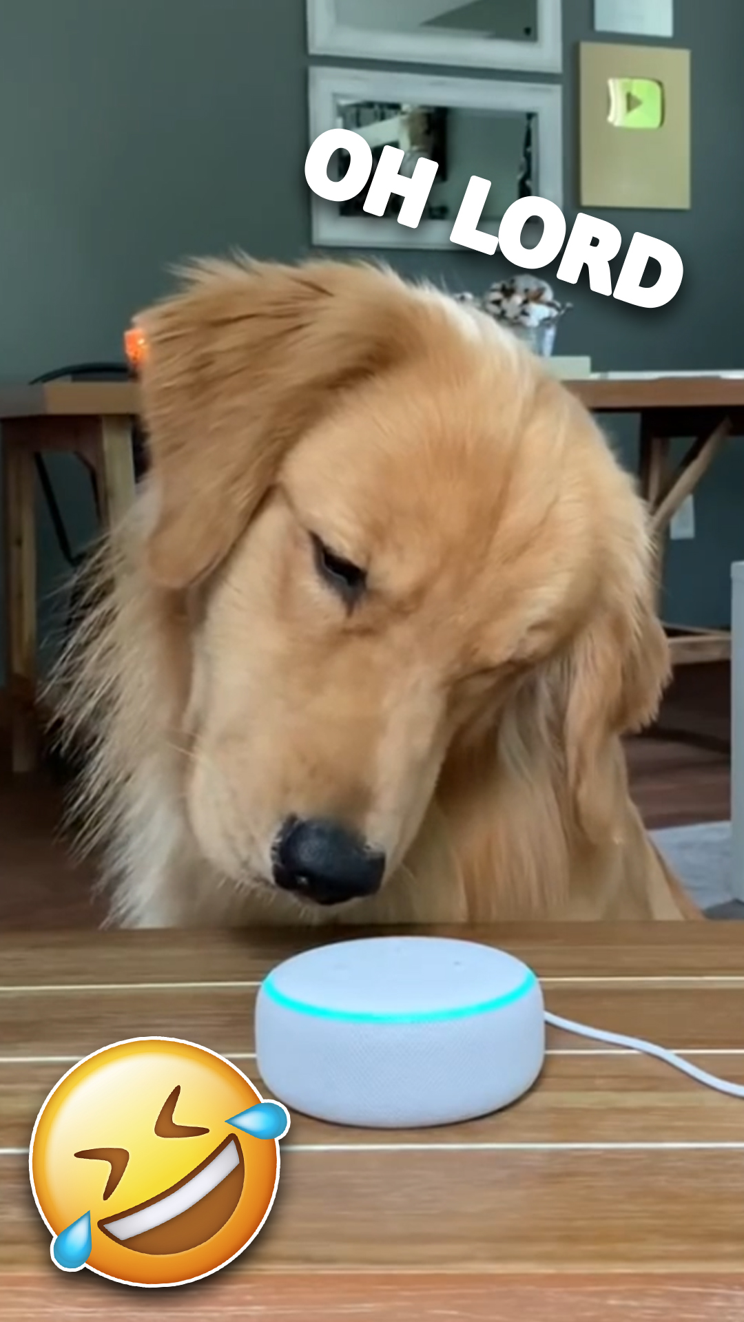 Golden Retriever Reacts to Alexa Speaker