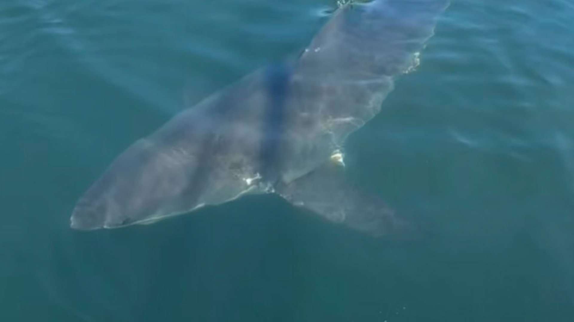 Great white shark surge expected in Cape Cod this fall
