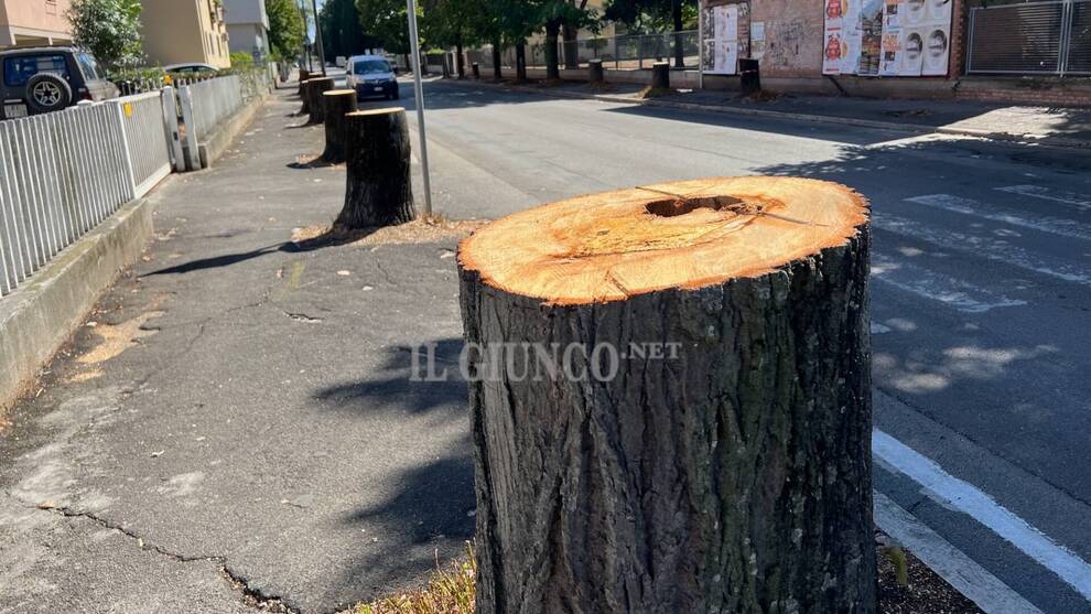 Taglio alberi, Vivarelli Colonna: «Riparte la solita sceneggiata del ...