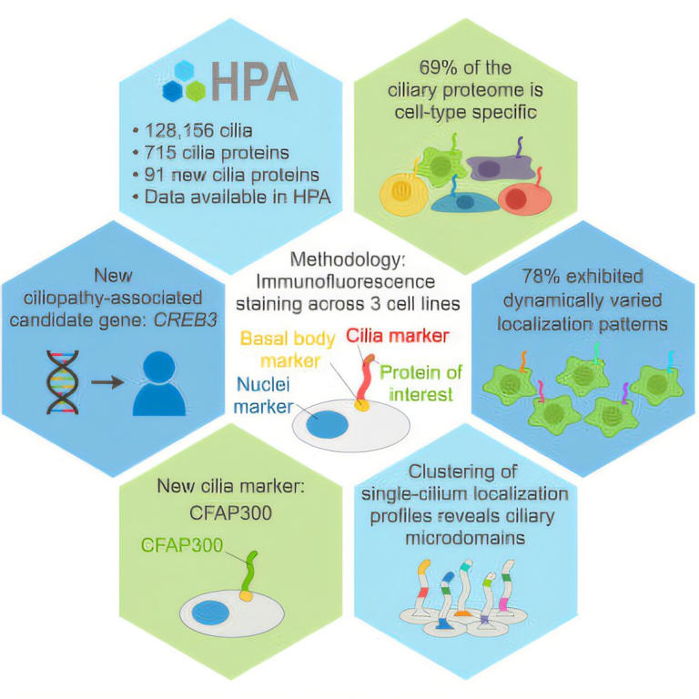 Mapping cilia proteins sheds light on rare childhood diseases and ...