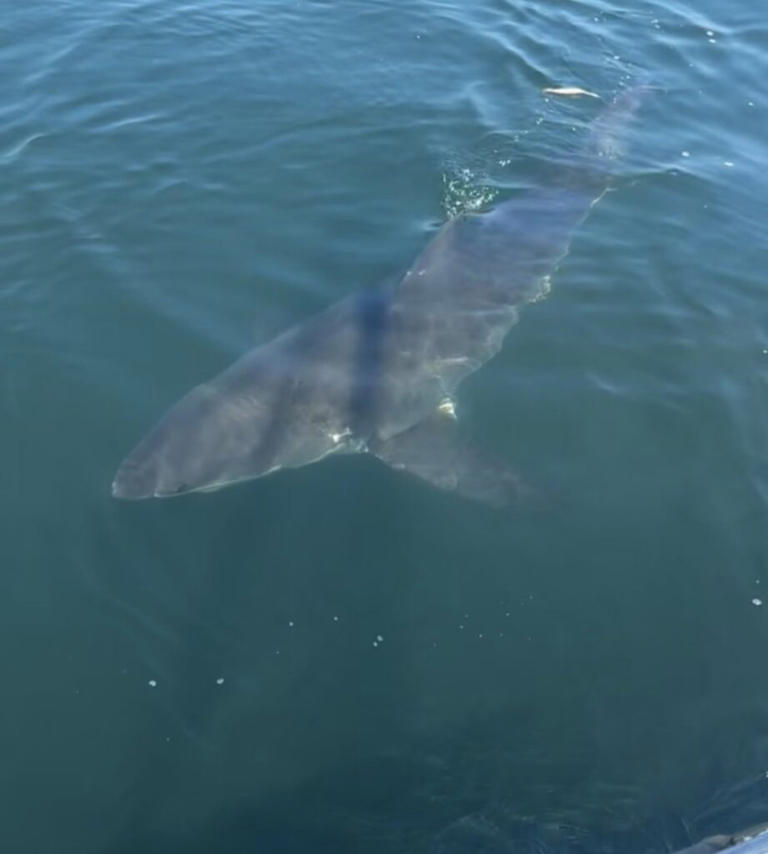 Great white shark surge expected in Cape Cod this fall