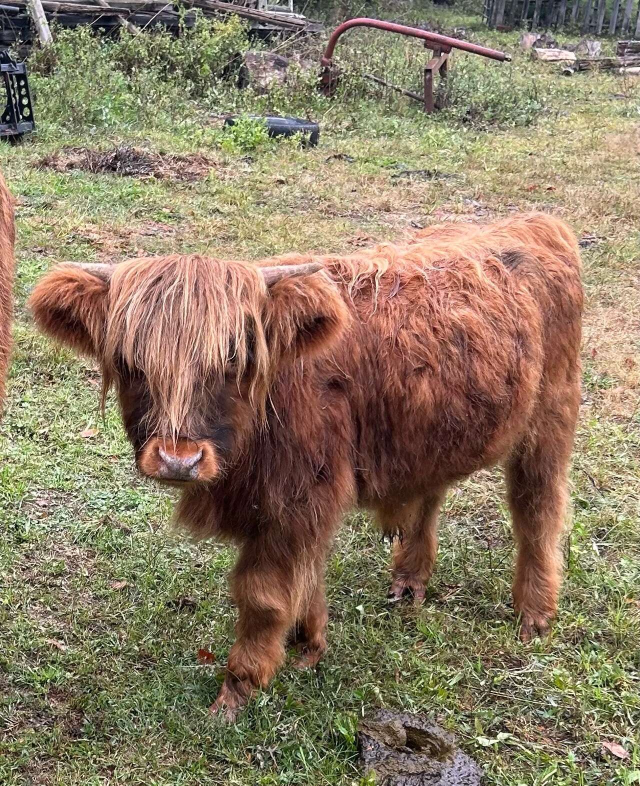 An escaped miniature Scottish Highland bull is roaming eastern Connecticut