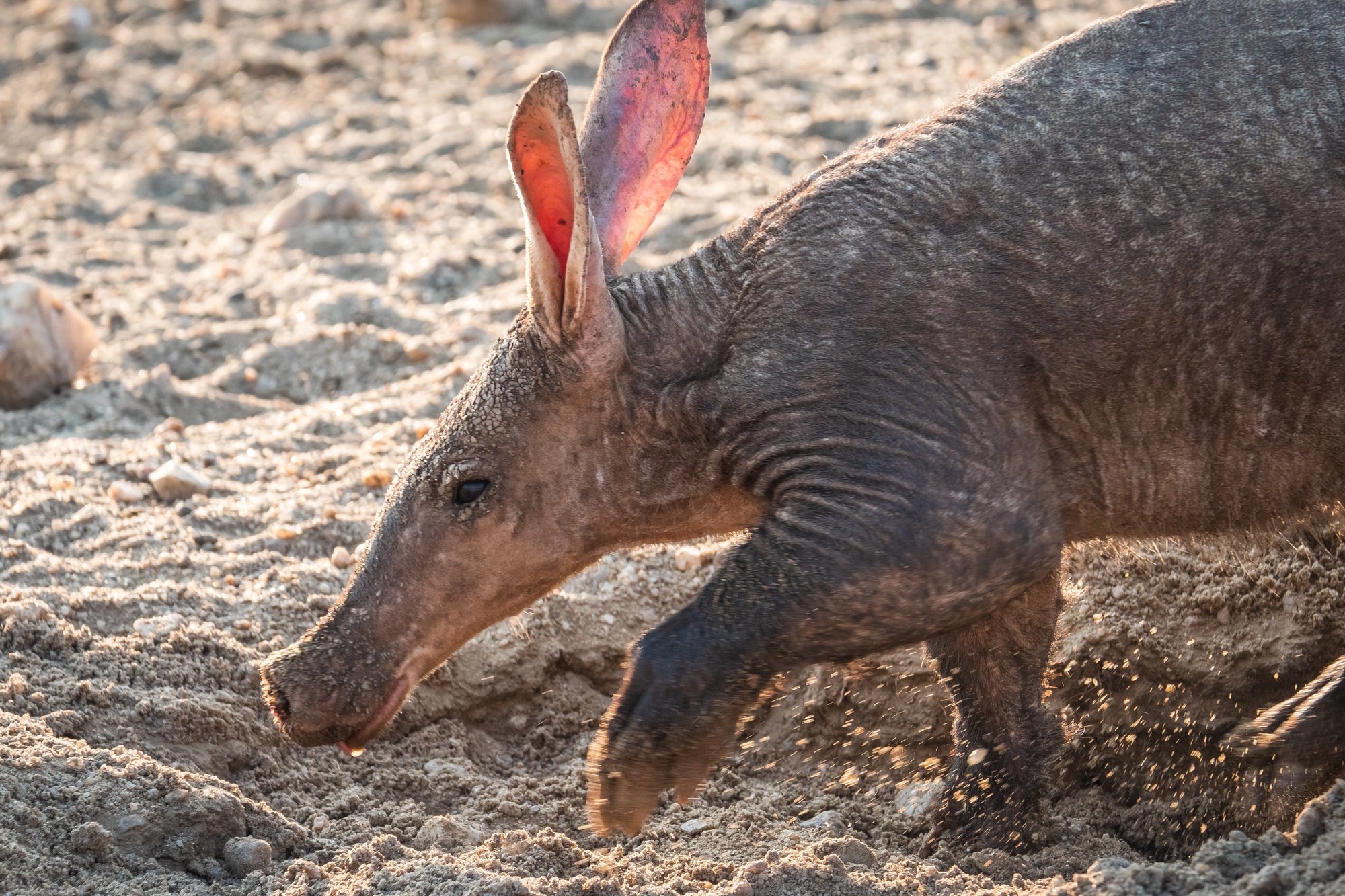 Why Aardvarks Are Built for Survival