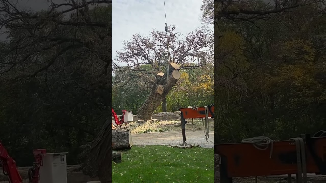 I turned big silver maple logs into art! 🌳