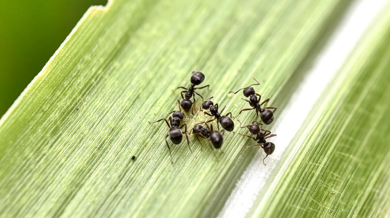 11 Types Of Ants You May Find In The Home And Garden And How To Get Rid ...