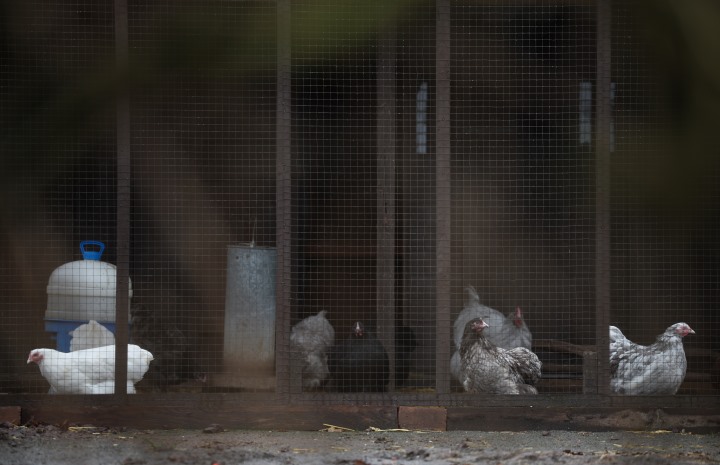 Quase 1.900 focos de gripe das aves na Europa no último ano, Portugal ...