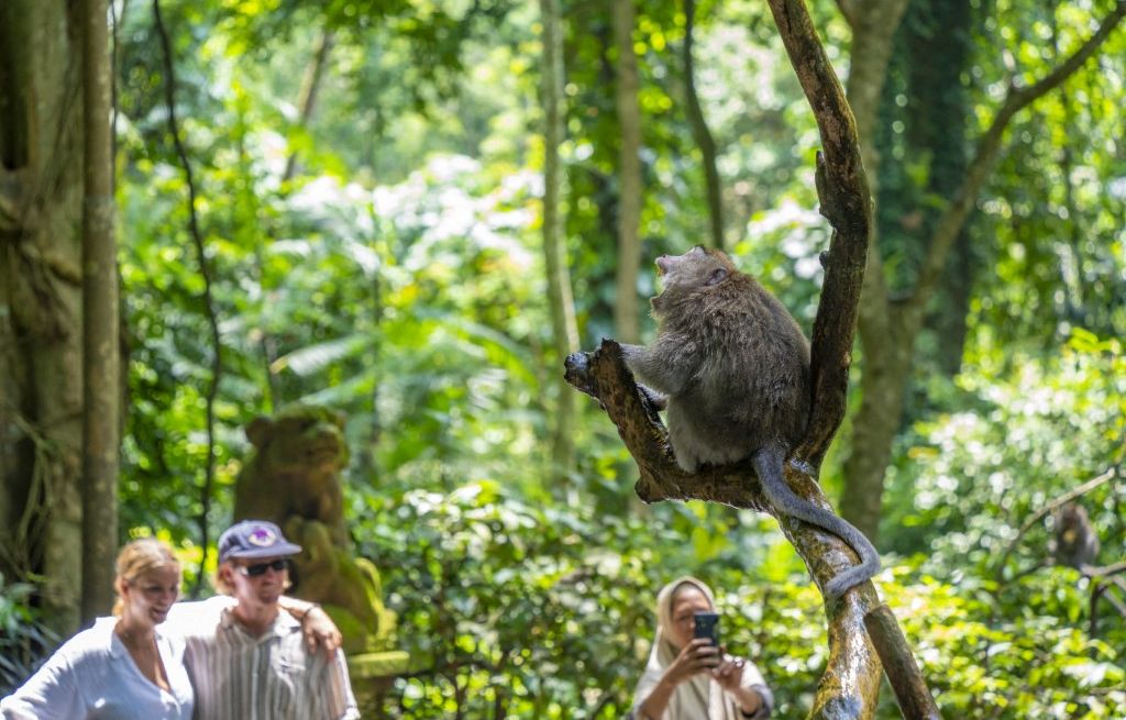 Indonésie : Mordue par un singe, une Française doit débourser « 2.000 ...