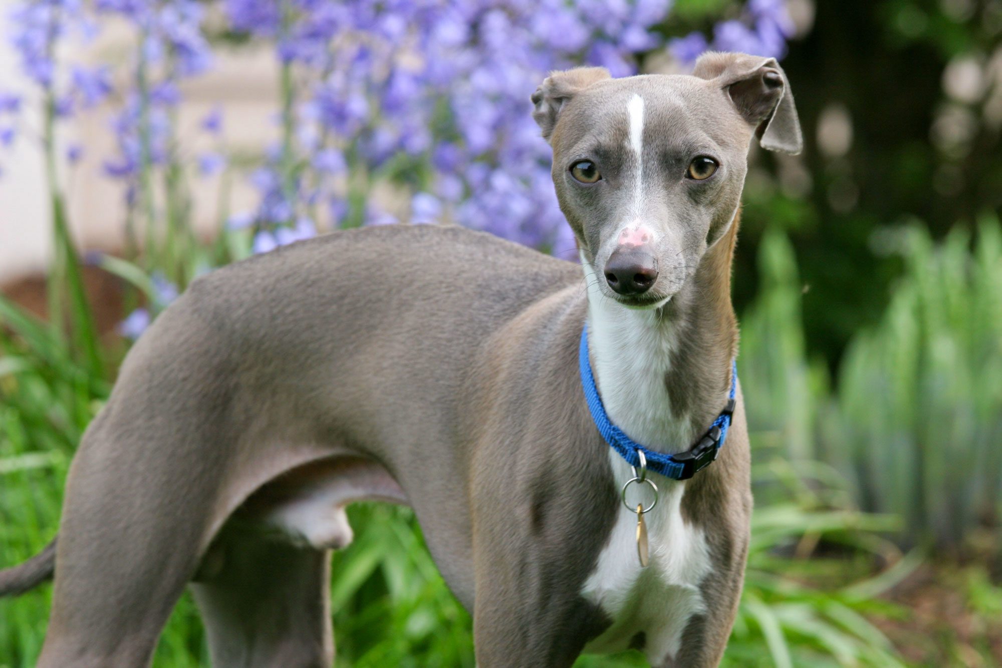 12 Handsome Italian Dog Breeds That Make Great Pets