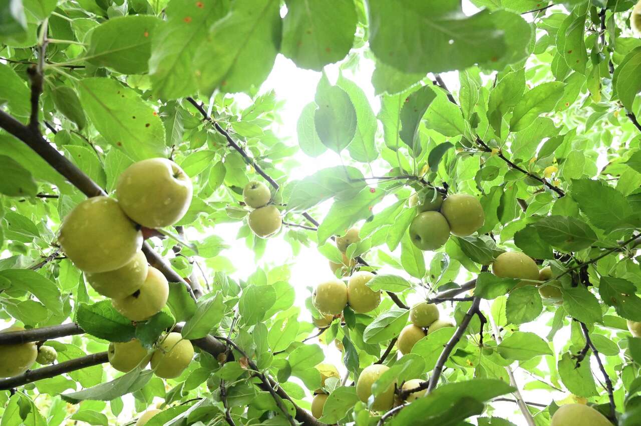 In an upstate orchard, heirloom apples tell stories of the past