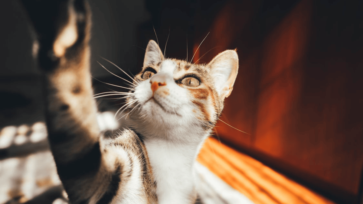 Your cat's favorite spot reveals secrets of its character