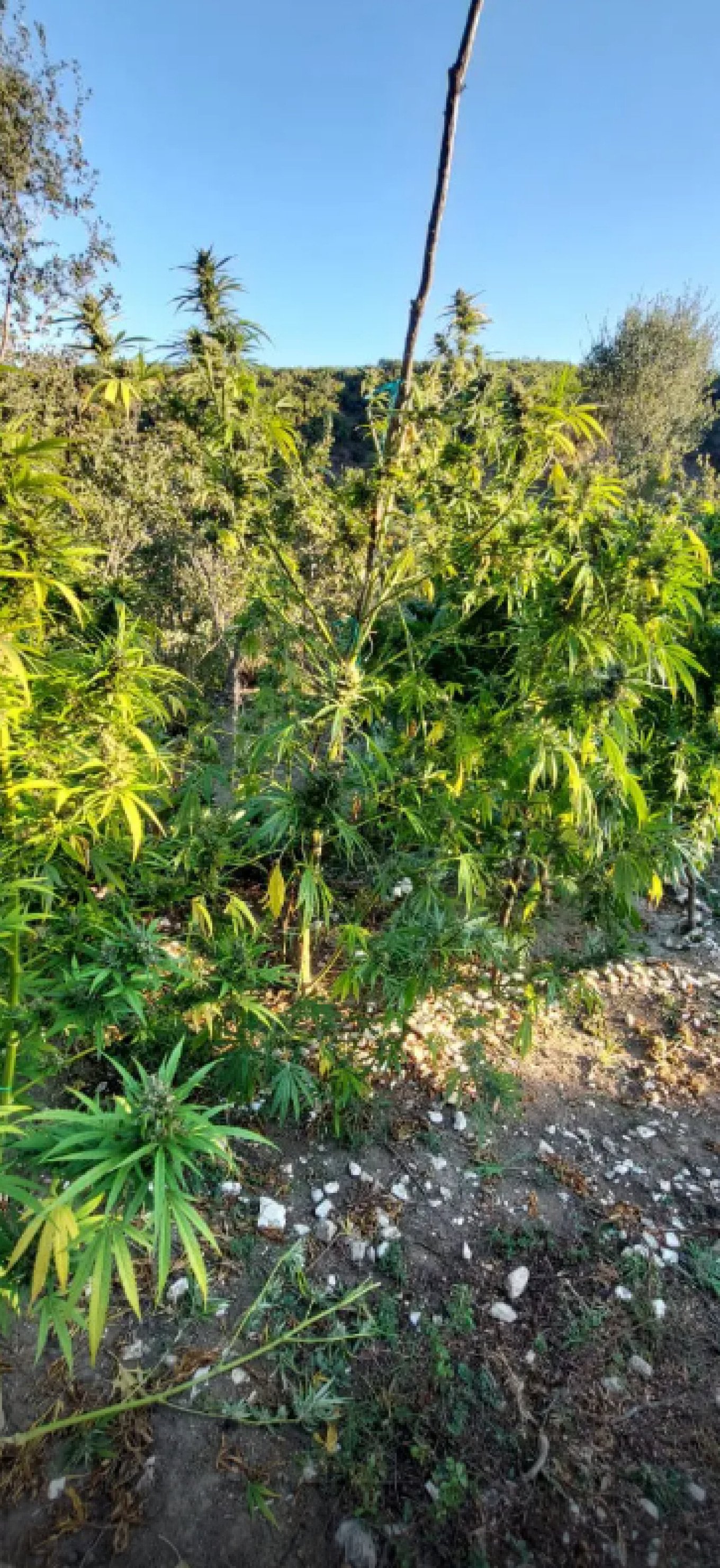 Ιωάννινα: Φυτεία με 1.650 δενδρύλλια κάνναβης με ύψος έως και 3 μ ...