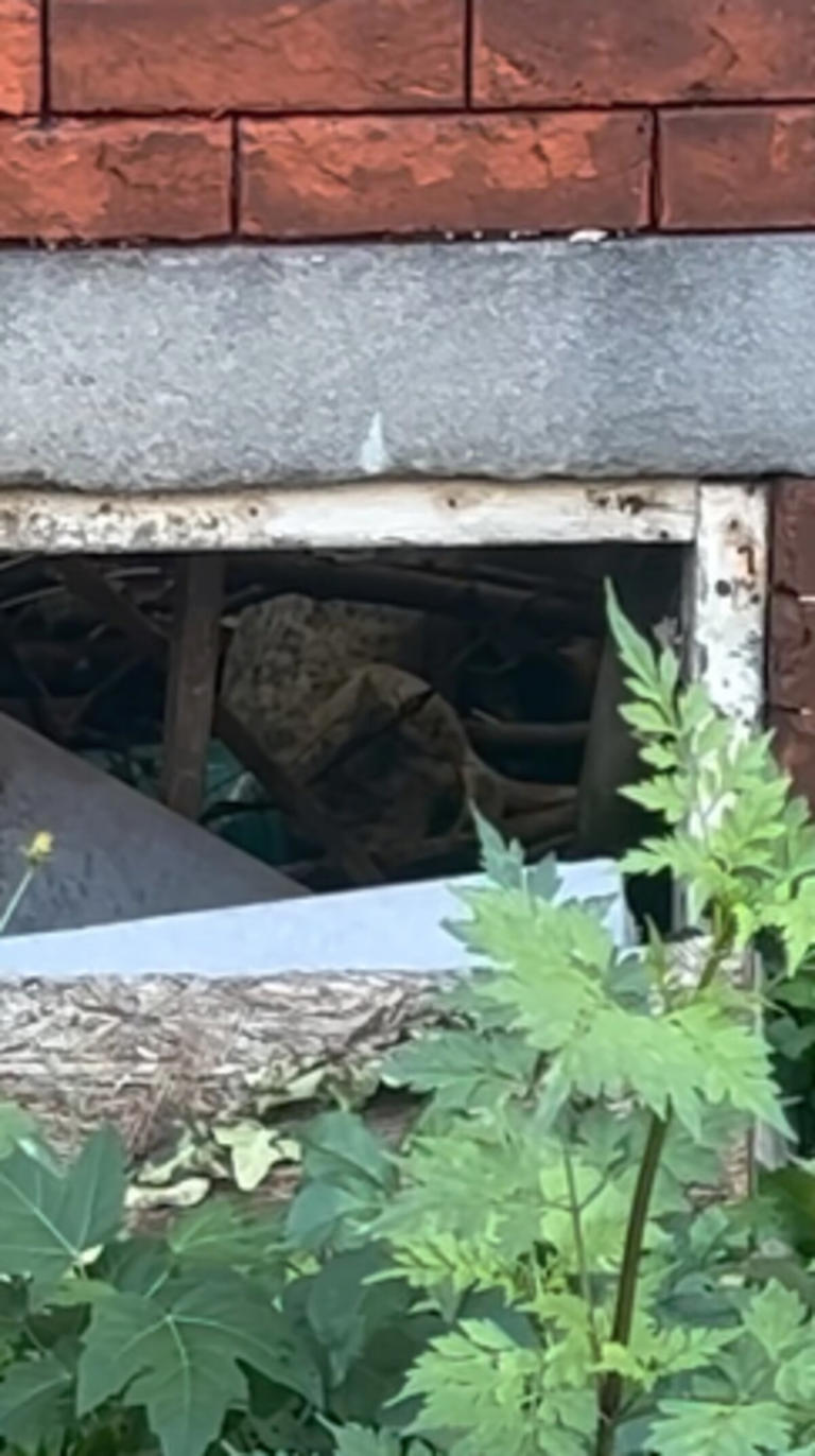 Rescuer Hears Barking Coming From Collapsed Home And Finds Someone ...