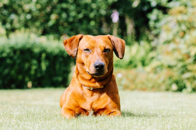 10 Essential Questions To Ask Before Getting A Dachshund