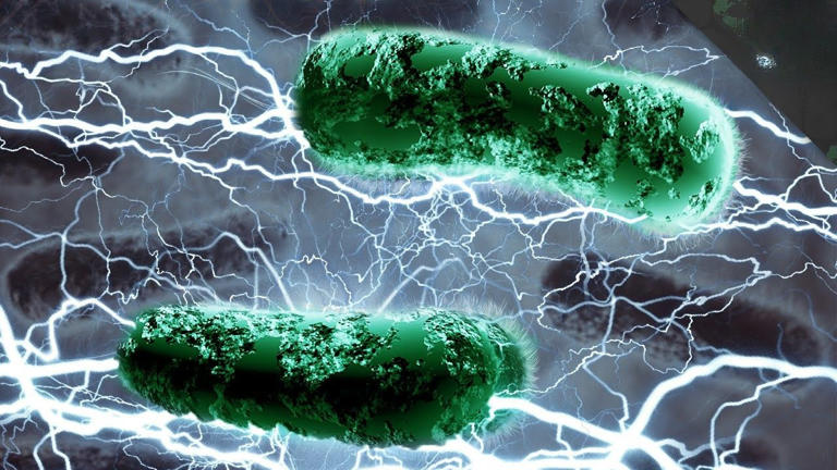 Power-generating bacteria could reshape US energy