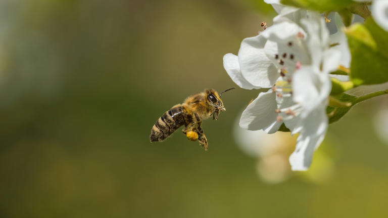 The Centuries-Old Planting Technique That Can Boost Your Fruit Tree's ...