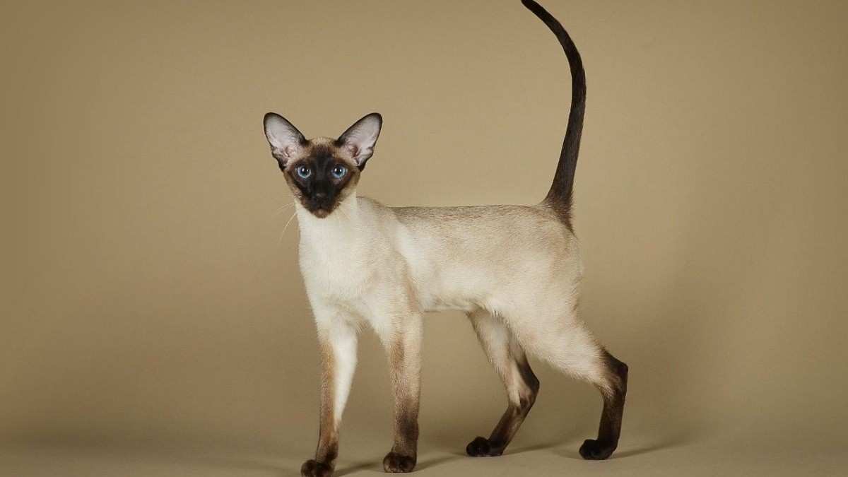 The 16 longest-living cat breeds, finally revealed by experts