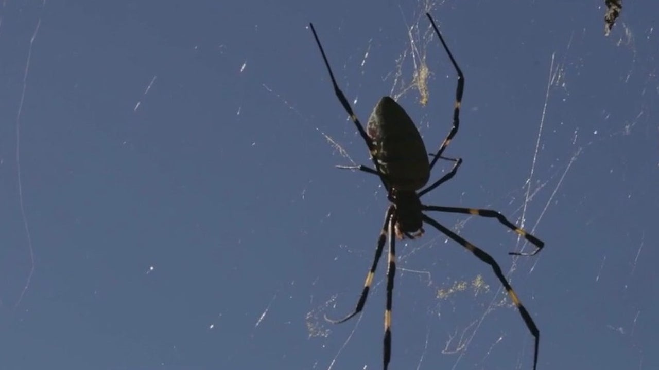 Joro spiders return to Georgia ahead of Halloween season