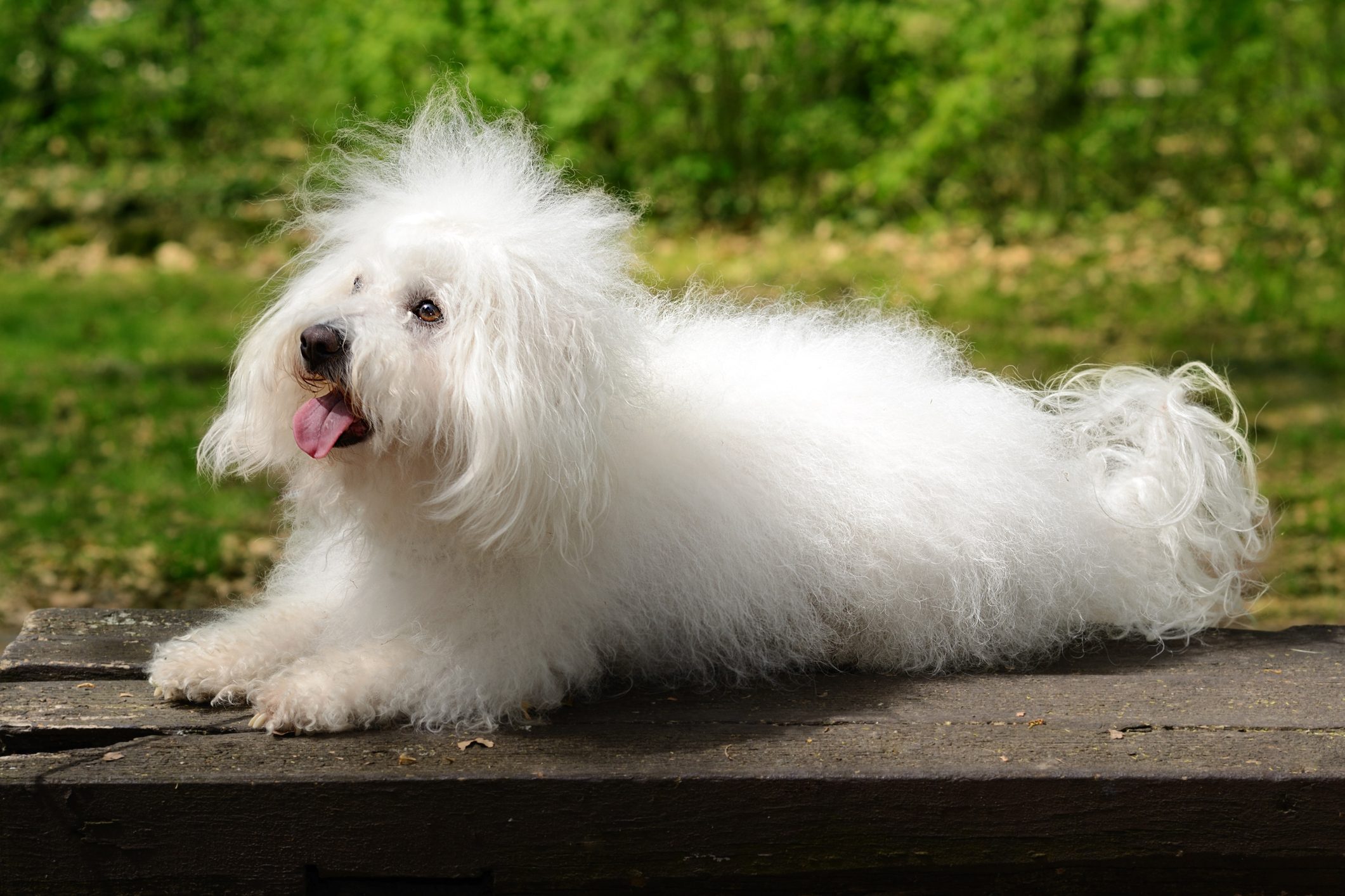12 Handsome Italian Dog Breeds That Make Great Pets