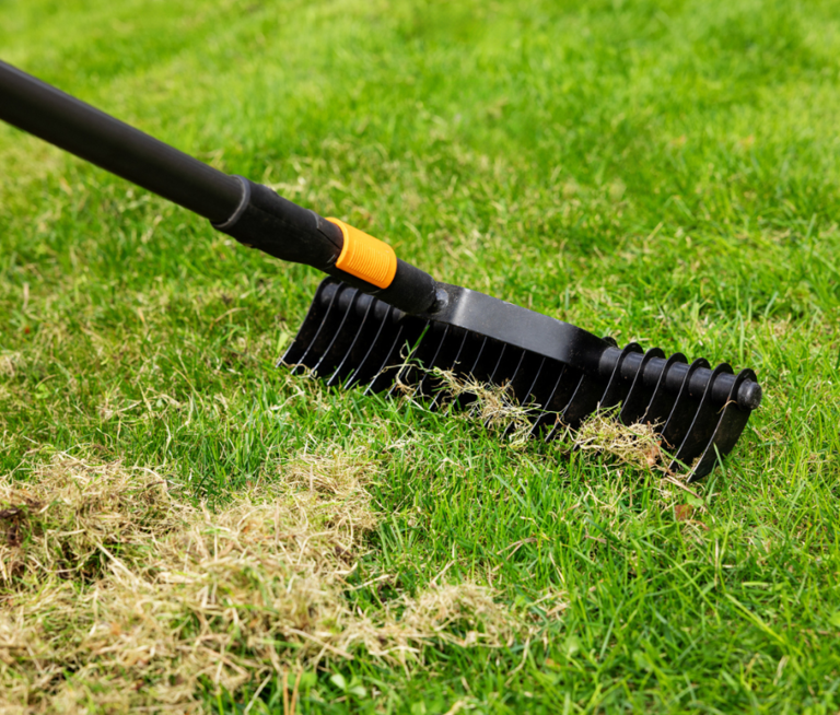 If Your Lawn Looks Tired, Here’s How Scarifying Can Bring It Back to Life