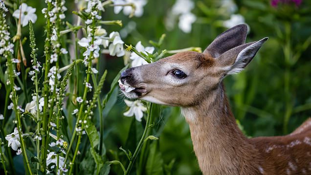 Little fawn makes friends with human